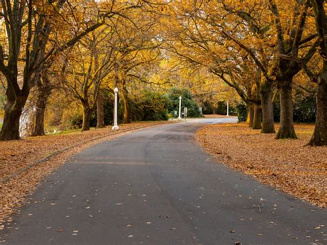 Urban Tree Canopy Strategy Engaged Indigo