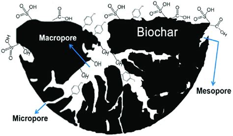 Schematic Of Porous Biochar Containing Various Functional Groups Download Scientific Diagram
