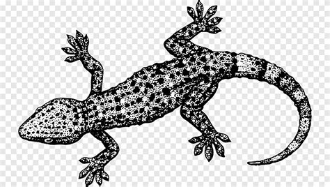 سحلية متوج أبو بريص سحلية الحيوانات الفقاريات Png