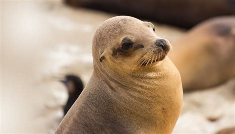 California Sea Lion A Malnourished Dehydrated California Sea Lion Pup