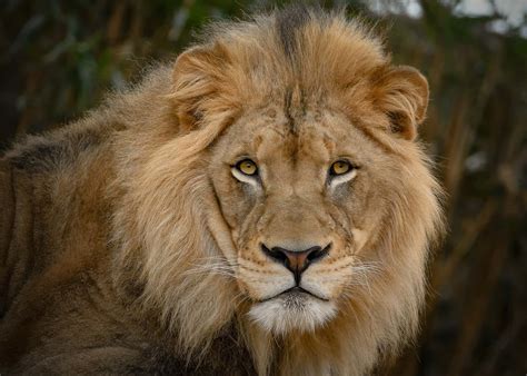 1200 Lion Face Pictures