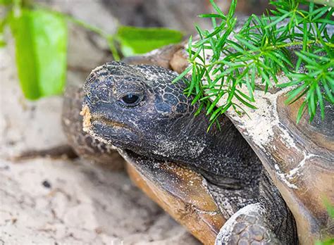 What Is A Gopher Tortoise Sanctuary Premier Gopher Tortoise Services What Is A Gopher Tortoise Sanctuary Premier Gopher Tortoise Services