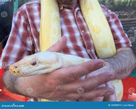 Python Stock Image Image Of Nature Animal Wildlife 73059875
