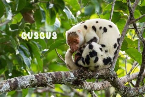 Cuscus Hayvanı Cuscus Hayvanı Nasıl Bir Hayvan