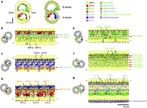 Structures And Locations Of MIPs A Cross Section Of The Surface Download Scientific