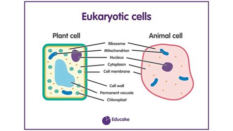 Try Science Week With Educake Educake