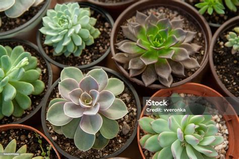 화분에 즙이 많은 식물 평면도 Echeveria와 식물의 다채로운 다양성의 구성 게시물 화면 보호기 벽지 포스터 배너 표지 웹 사이트에 대 한 즙이 많은 배경 고품질 사진