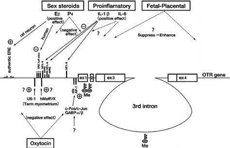 Complicated Regulation Of The OTR Gene Sex Steroids Are The Most Download Scientific Diagram