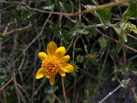 Parishs Goldeneye Bahiopsis Parishii Flower Leaf Care Uses