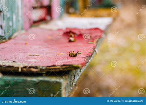 Macro Image Of A Dead Bee From A Hive In Behive Bees Problems And
