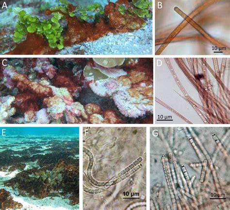 Cyanobacteria Forming Colonies And Mats Ageitlerinema Sp Covering Download Scientific