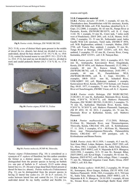 Puntius Nelsoni New Species Pdf Fish And Aquariums Pets