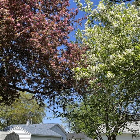 Ensuring The Survival Of Newly Planted Trees Essential Care Tips For