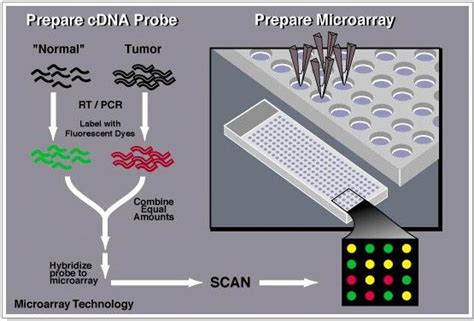 2 Dna Microarray Technology Download Scientific Diagram
