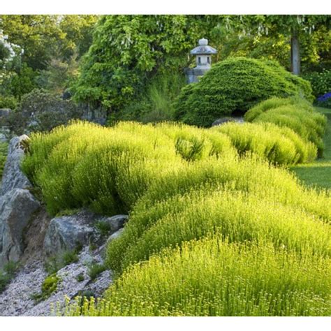 Сантолина Зелена Santolina Virens