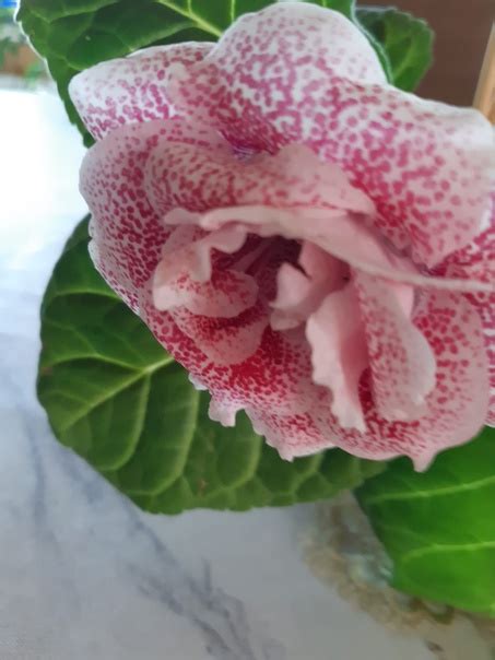 Новость дня Предлагаю в эти праздничные деньки цветущие Глоксинии цена простой 250 руб