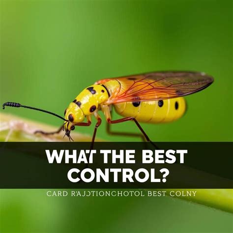 What Is The Best Aphid Control Top Strategies And Tips For Effective