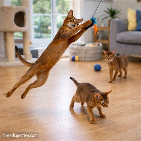 Abyssinian Cat Personality Energy And Social Traits Breedspective