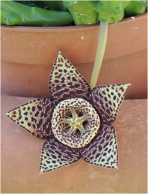 무료 이미지 자연 유럽 무늬 플로라 꽃들 미술 스페인 에스파냐 유로파 뉴타레아 플로어 갈리시아 마이 게란 트 메 갈리자 개구쟁이 코 루나