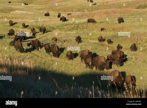 Bison Herd Moving Across Grasslands Bison Bison Custer State Park