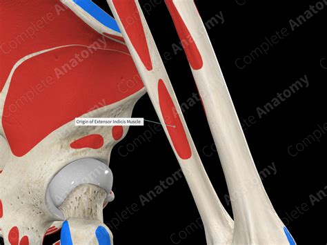 Origin Of Extensor Indicis Muscle Complete Anatomy