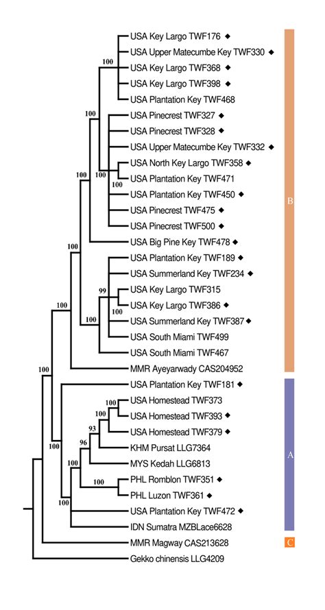 Bayesian 50 Majority Rule Consensus Tree Nd2 1090 Bp Rag 1 553 Download Scientific