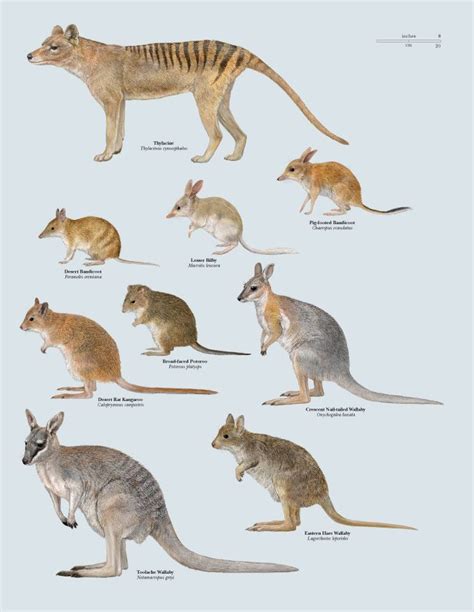 Recently Extinct Australian Marsupials