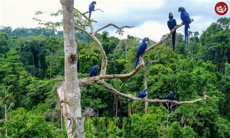 8 حقایق جالب درباره جنگل های آمازون که احتمالا نمی دانستید