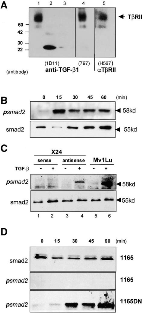 An Intracellular Tgf β Tβrii Complex A Lysates Of Dss Treated Whole Download Scientific