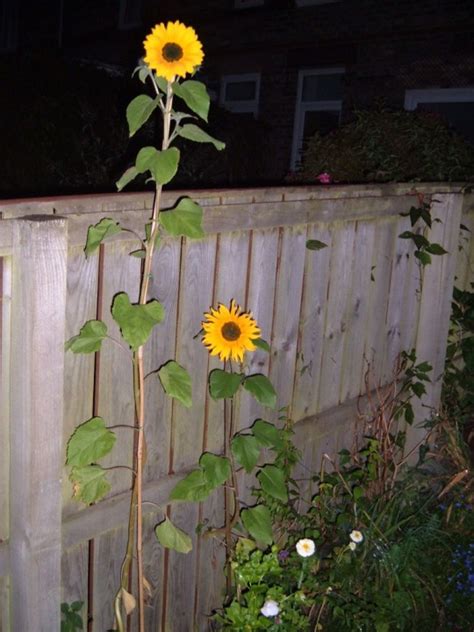 Sunflowers On Tumblr