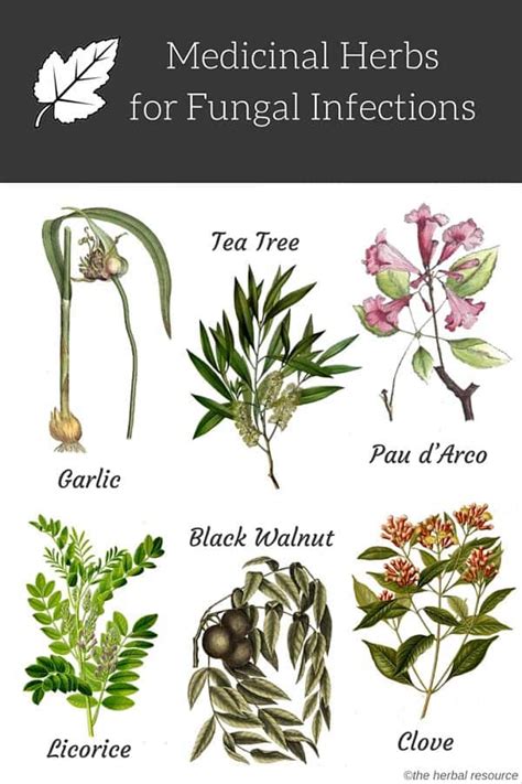 Herbal Remedies For Fungal Infections Medical Herbs Herbs Herbalism