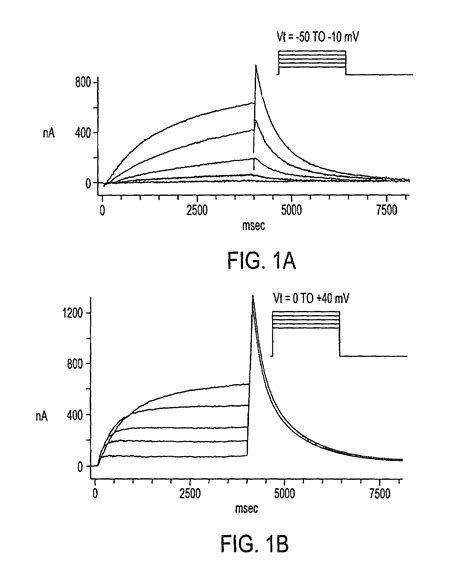 Mutations In And Genomic Structure Of Herg A Long Qt Syndrome Gene Eureka Patsnap