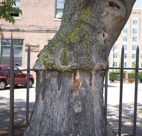 This Tree And Fence R NatureIsFuckingLit