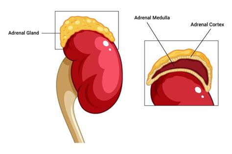 Adrenalectomy Adrenal Gland Surgery 5 Things To Know