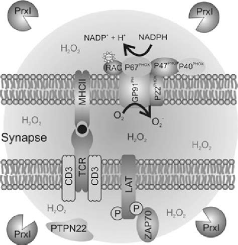 The APC T Cell Interaction The APC Interacting With A T Cell During Download Scientific