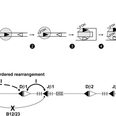 Analysis Of Tcrb Dmf Minilocus Rearrangement A Tcrb Wt Contains Download Scientific Diagram