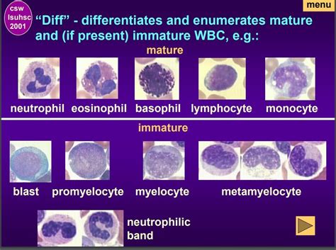 Metamyelocyte Vs Monocyte