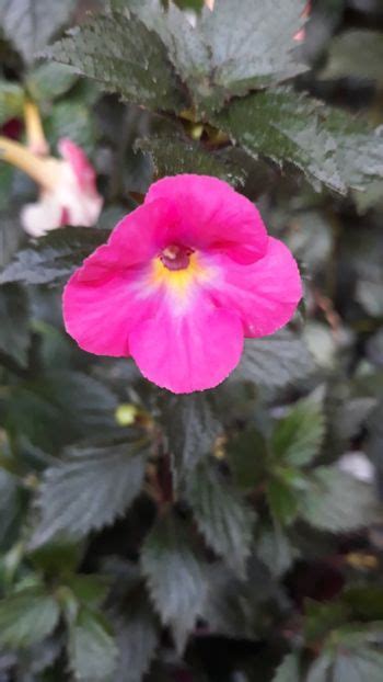 0001 2022 Candy Girl Mikamo