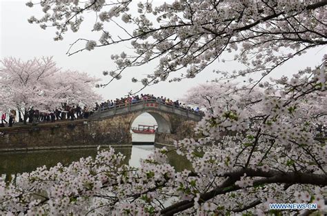 Fleurs De Cerisier Dans Lest De La Chinefrenchnewscn