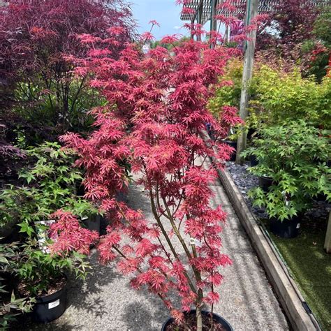 Acer Palmatum Jerre Schwartz 15l Coolings Garden Centre