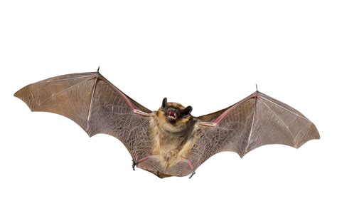 Bat Removal Control Repellent And Exclusion How To Get Rid Of Bats