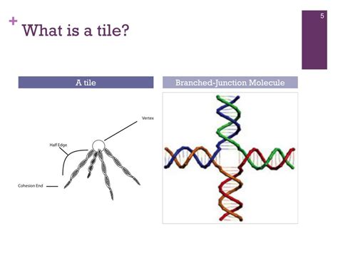 Ppt Design Strategies For Dna Nanostructures Powerpoint Presentation