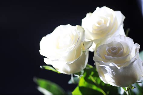 신선한 꽃의 꽃다발 사랑하는 사람에게 휴일 선물 배경 세인트 발렌타인 데이 장미 튤립 홍채 꽃 꽂이 0명에 대한 스톡 사진 및 기타 이미지 Istock