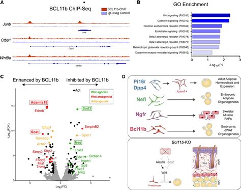 Developmental Regulation Of Dermal Adipose Tissue By Bcl11b