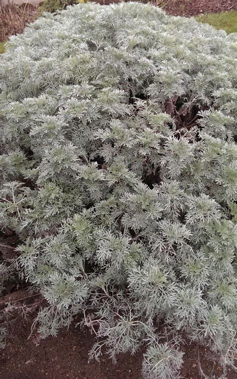 Artemisia Vulgaris Growing Tips