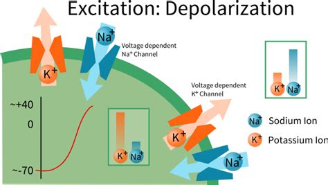 Neuron Depolarization Membrane And Action Potential