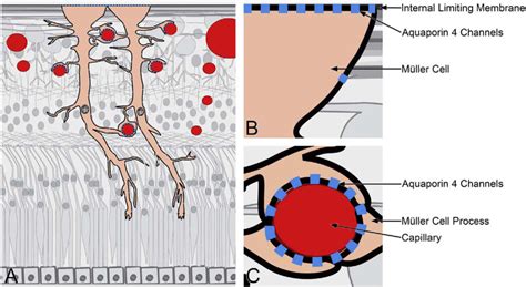 Müller Cell Schematic A Müller Cells Traverse Most Of The Thickness Download Scientific