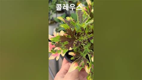 헬로우가든마켓 콜레우스 Youtube
