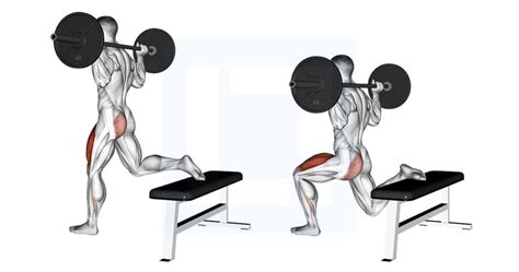 Single Leg Barbell Squat On Bench At Willard Madrigal Blog