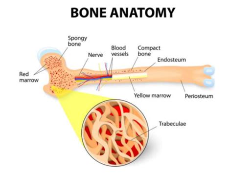 Assessmt Of Hematologic Function And Trtmt Modalities Flashcards Quizlet